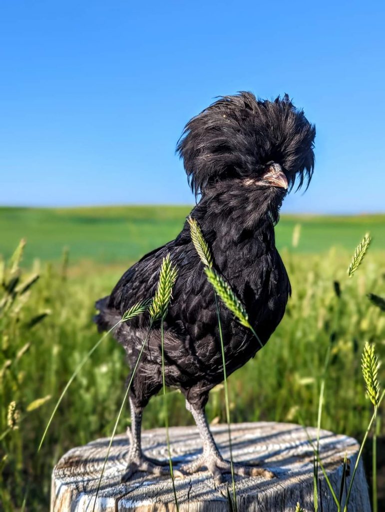 Crazy Cackle Toppies Chicks | Cackle Hatchery®