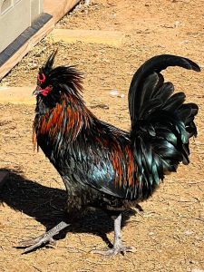 Crazy Cackle Toppies Chicks | Cackle Hatchery®