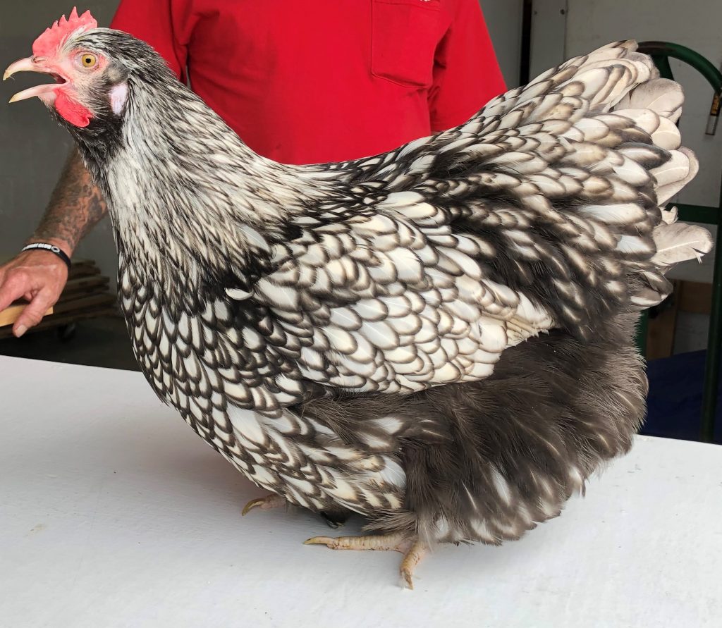 Silver Laced English Orpington Chicken - Cackle Hatchery