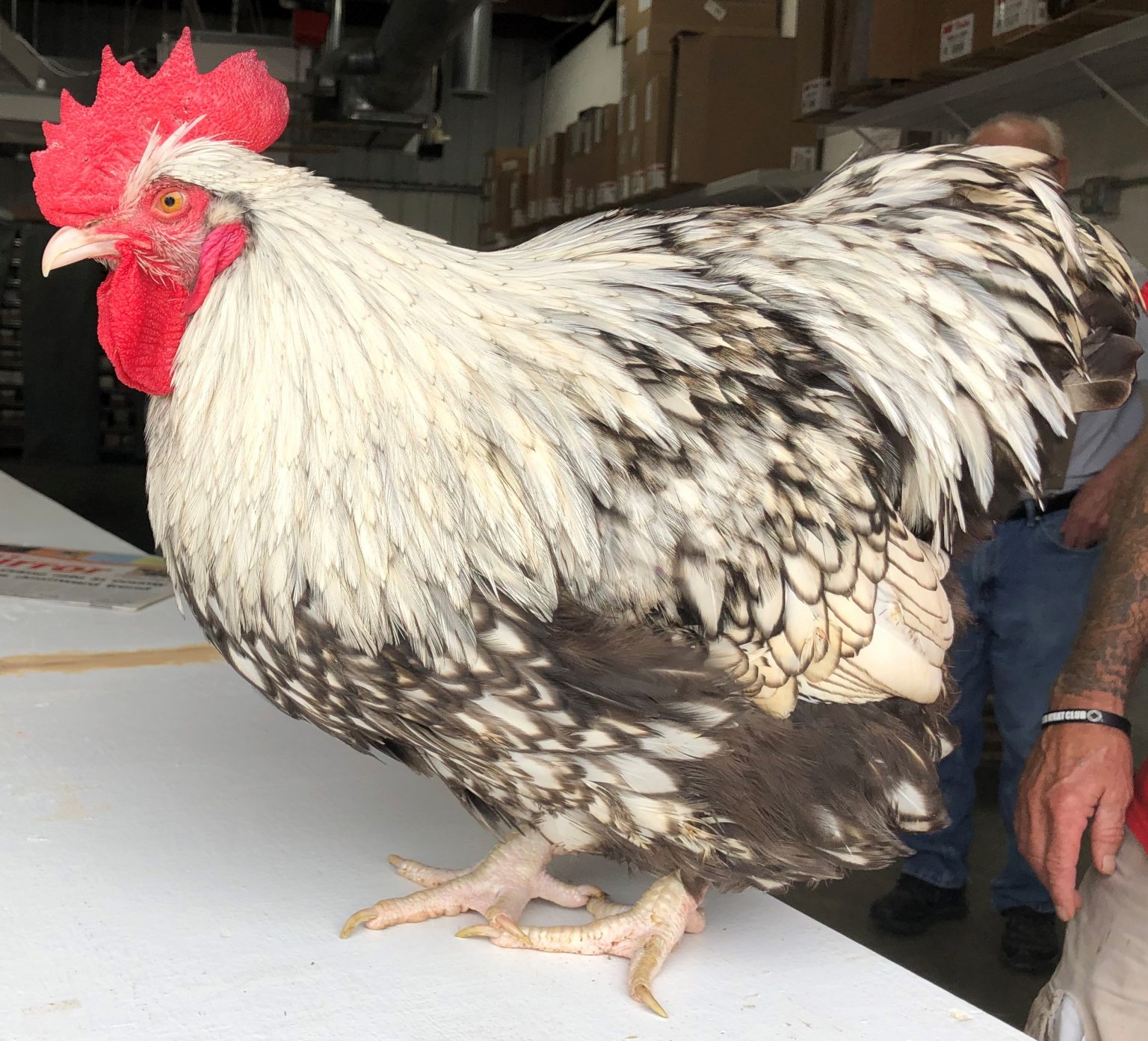 Silver Laced English Orpington Chicken - Cackle Hatchery