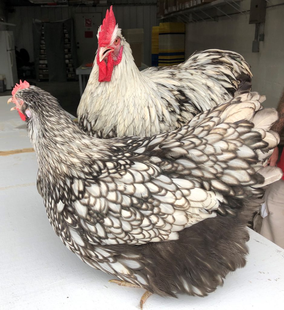 Silver Laced English Orpington Chicken - Cackle Hatchery
