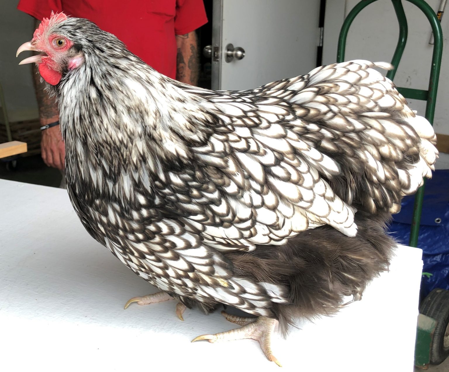 Silver Laced English Orpington Chicken - Cackle Hatchery
