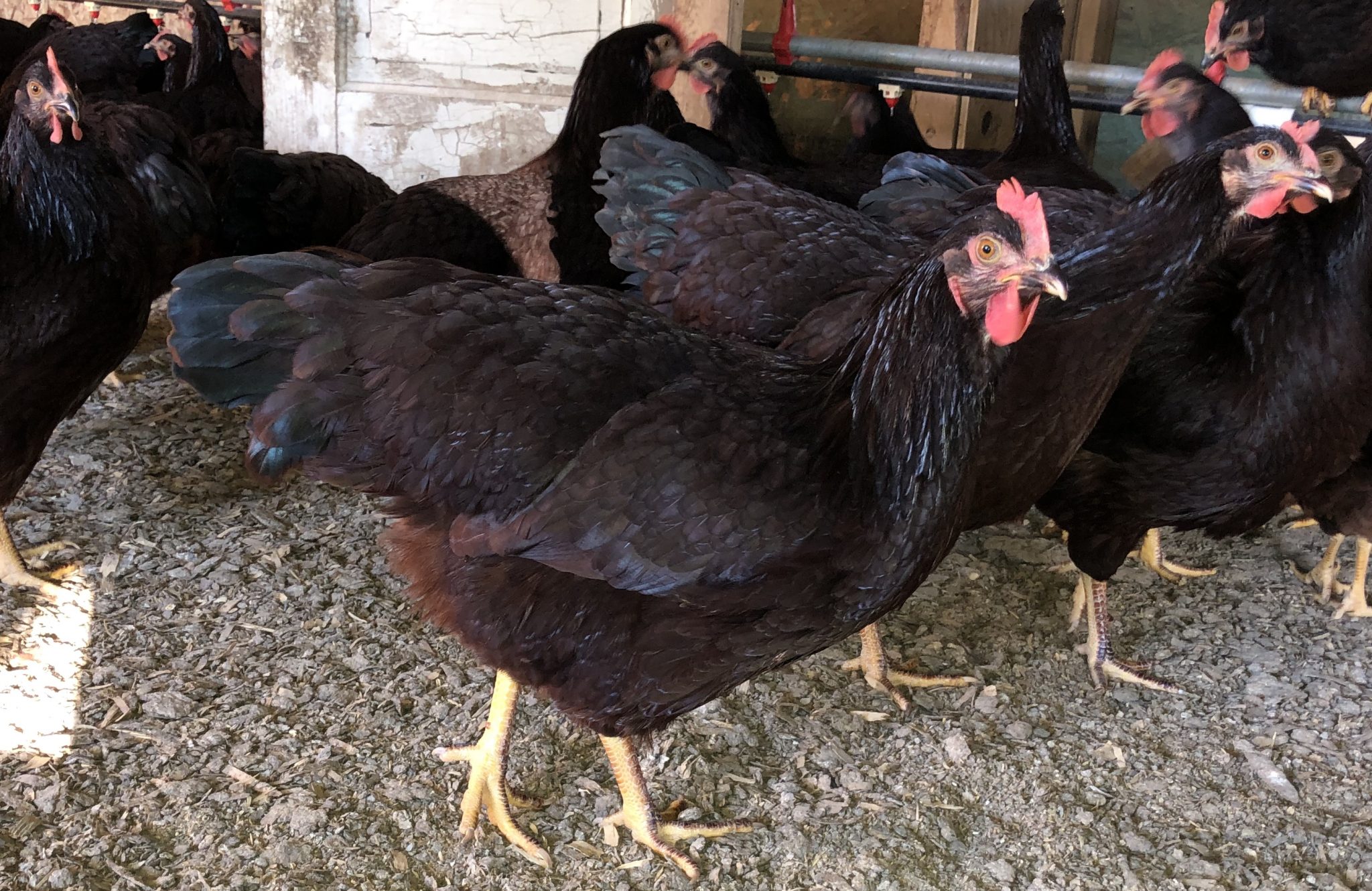 Rhode Island Red Chicken (Exhibition Type) - Cackle Hatchery