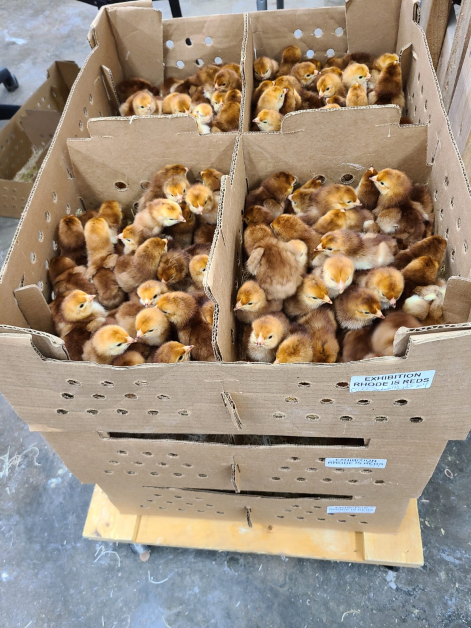 Rhode Island Red Chicken (Exhibition Type) - Cackle Hatchery