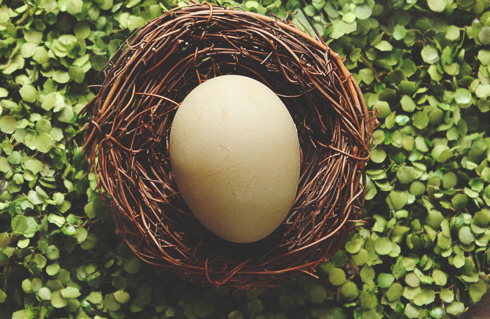 Olive Egger eggs ( 1st-3rd generation eggs) - Cackle Hatchery