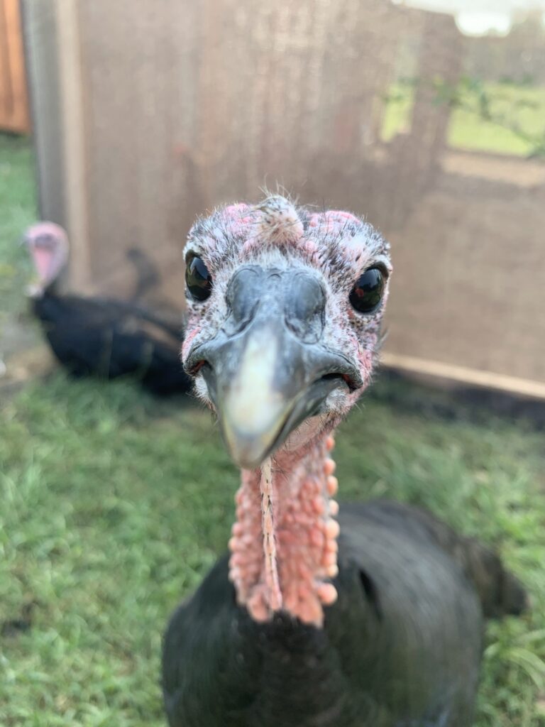 Black Slate Turkey - Cackle Hatchery