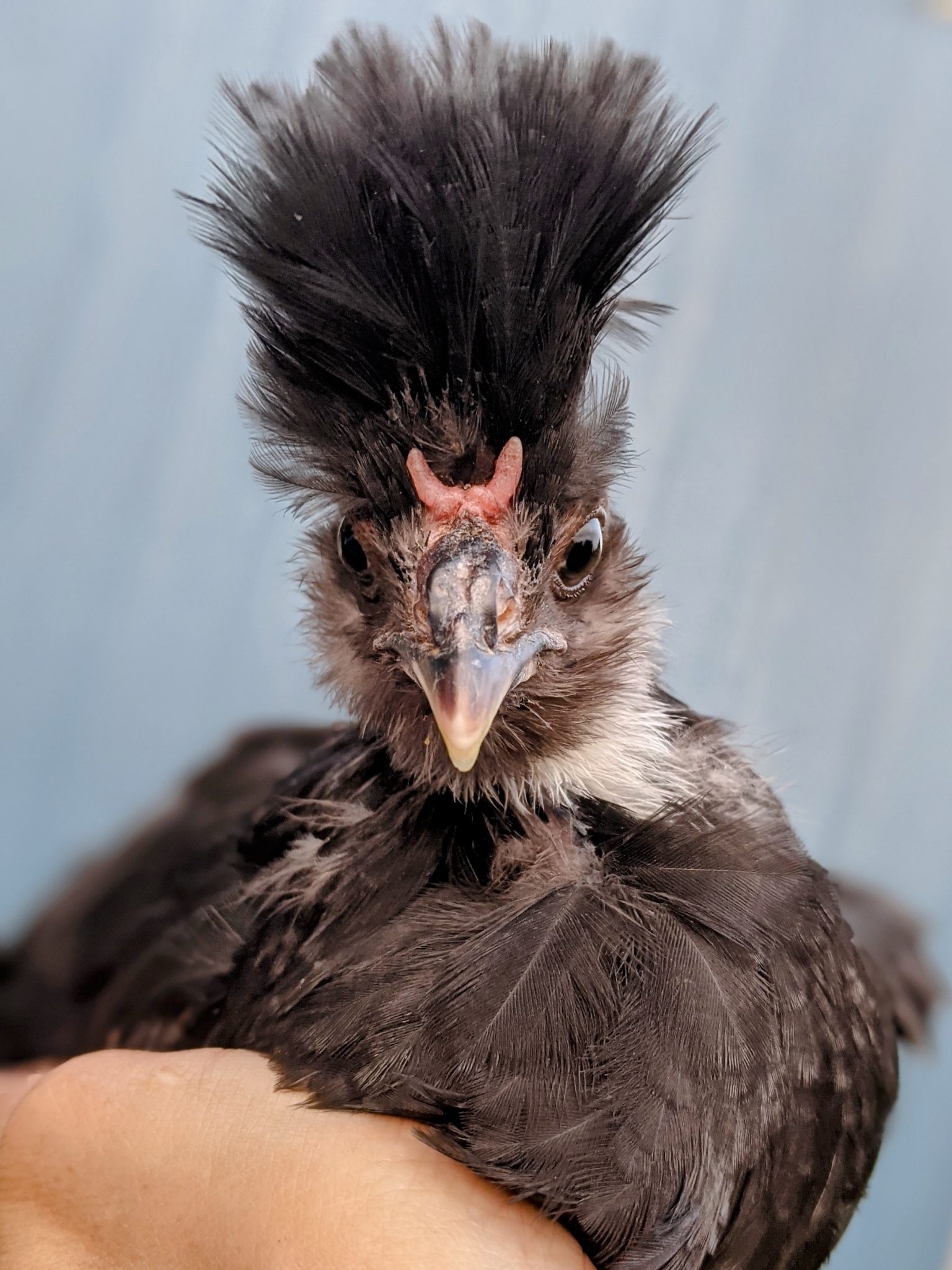 Crazy Cackle Toppies - Cackle Hatchery