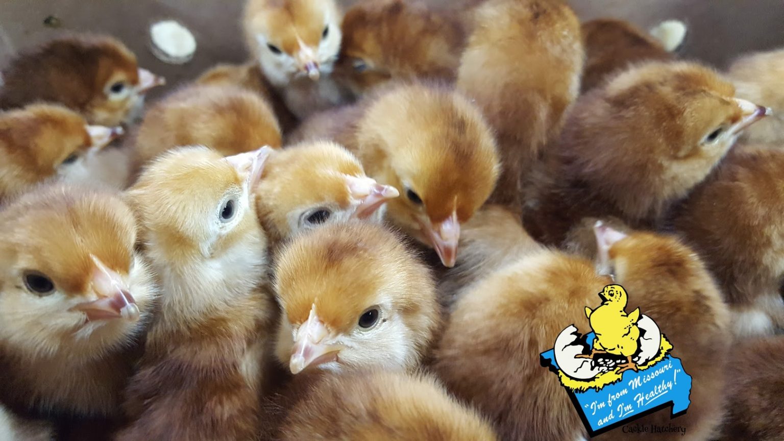 Rhode Island Red Chicken (Exhibition Type) - Cackle Hatchery