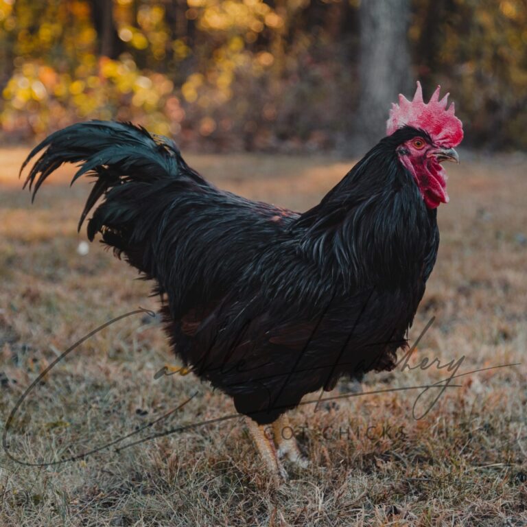 Rhode Island Red Chicken (Exhibition Type) - Cackle Hatchery