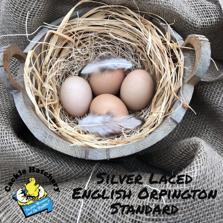 Silver Laced English Orpington Chicken - Cackle Hatchery