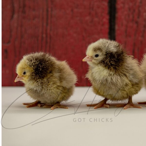 Silver Laced English Orpington Chicken - Cackle Hatchery