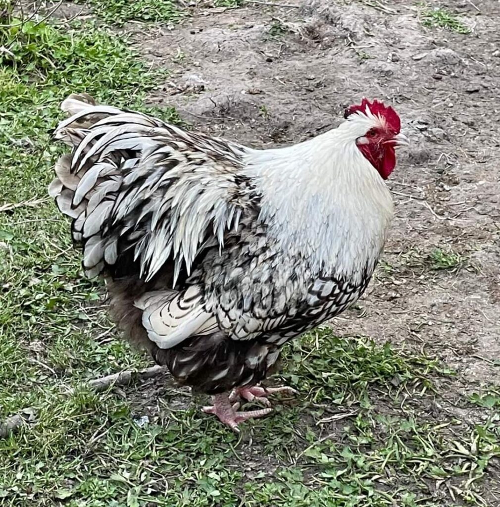 Silver Laced English Orpington Chicken - Cackle Hatchery