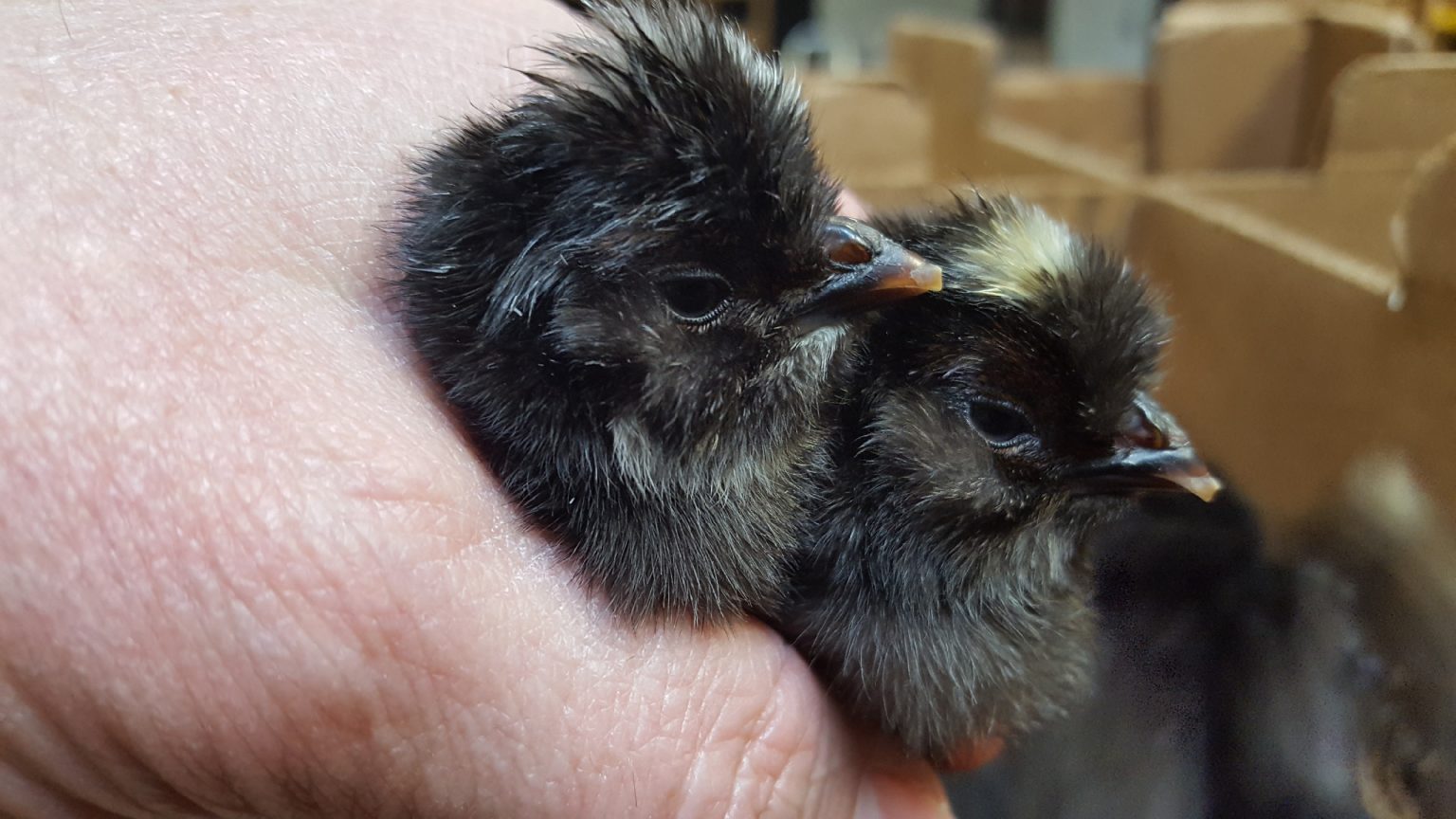 Crazy Cackle Toppies - Cackle Hatchery