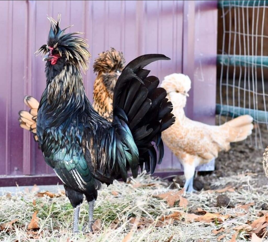 Crazy Cackle Toppies - Cackle Hatchery