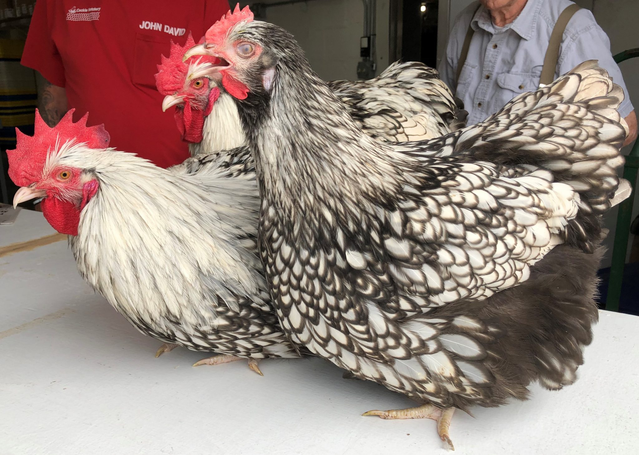 Silver Laced English Orpington Chicken - Cackle Hatchery