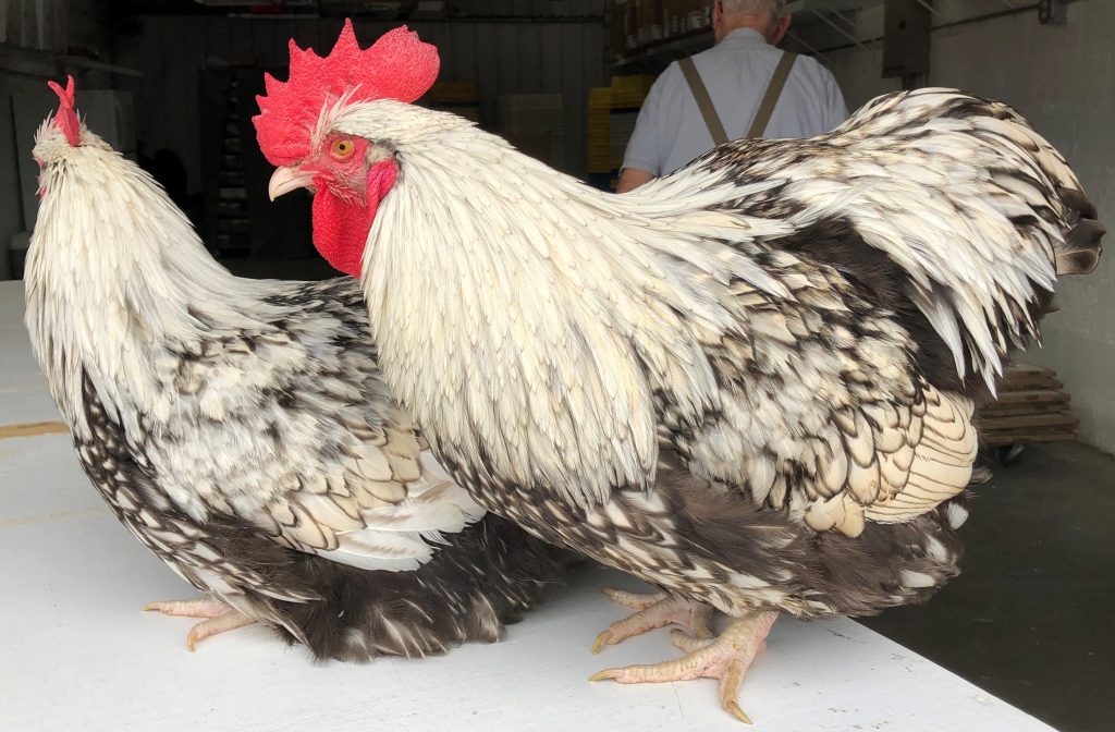 Silver Laced English Orpington Chicken - Cackle Hatchery