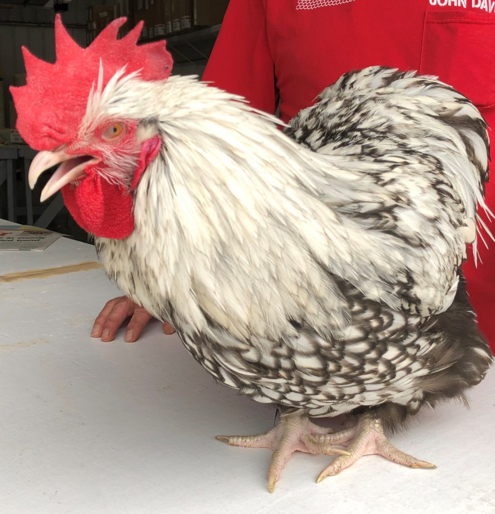 Silver Laced English Orpington Chicken - Cackle Hatchery