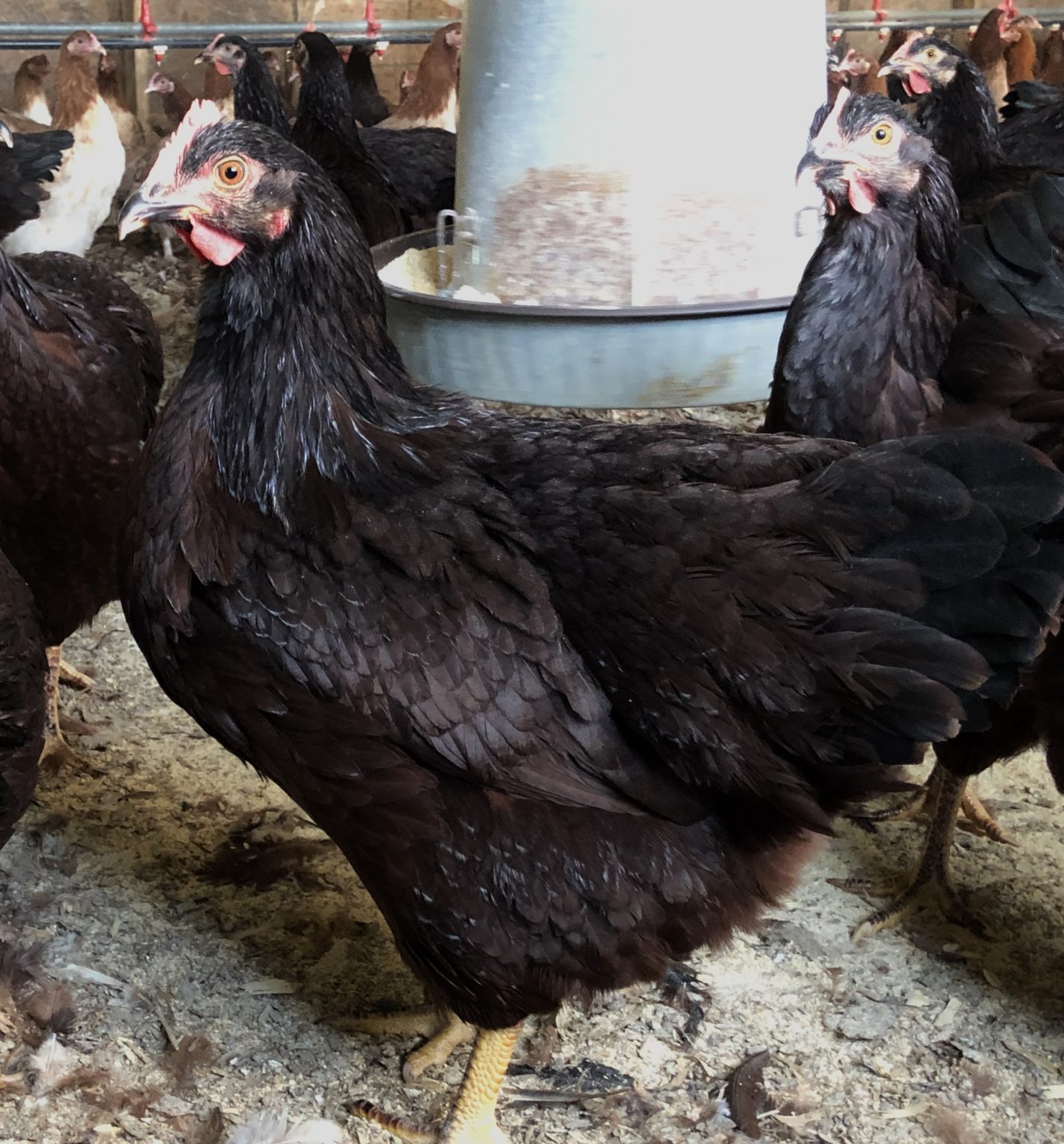 Rhode Island Red Chicken (Exhibition Type) - Cackle Hatchery