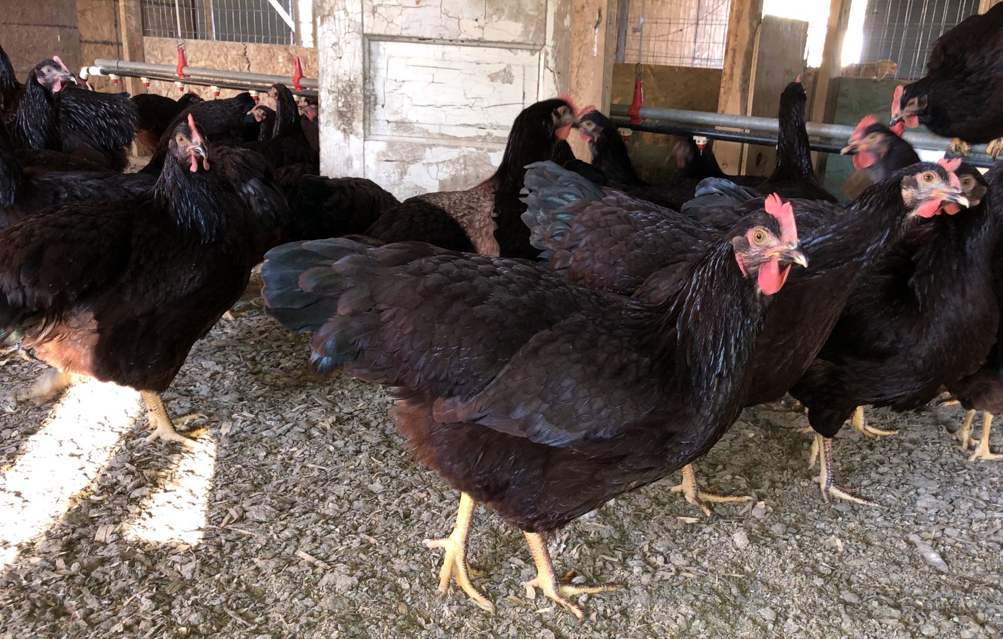 Rhode Island Red Chicken (Exhibition Type) - Cackle Hatchery