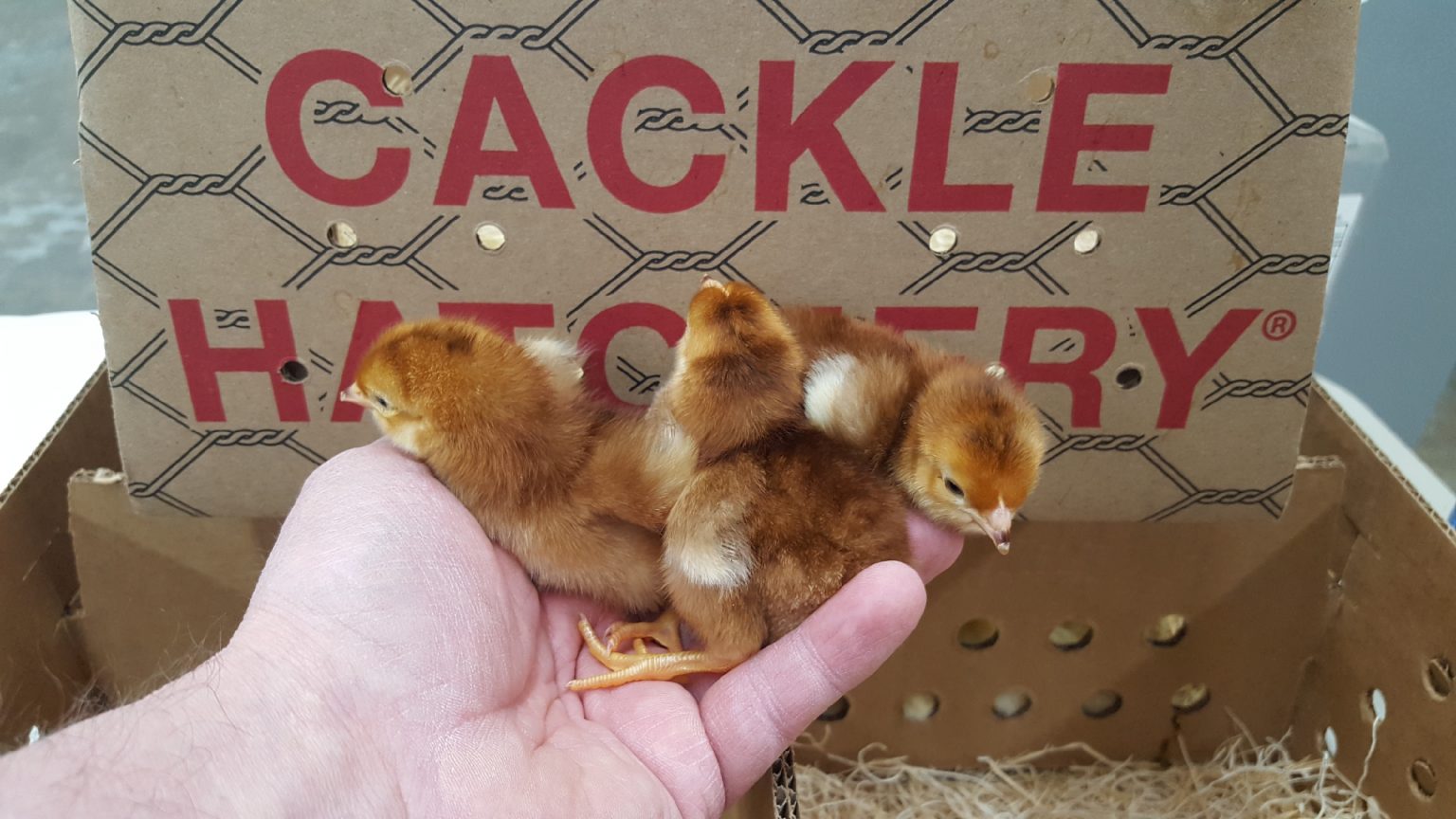 Rhode Island Red Chicken (Exhibition Type) - Cackle Hatchery