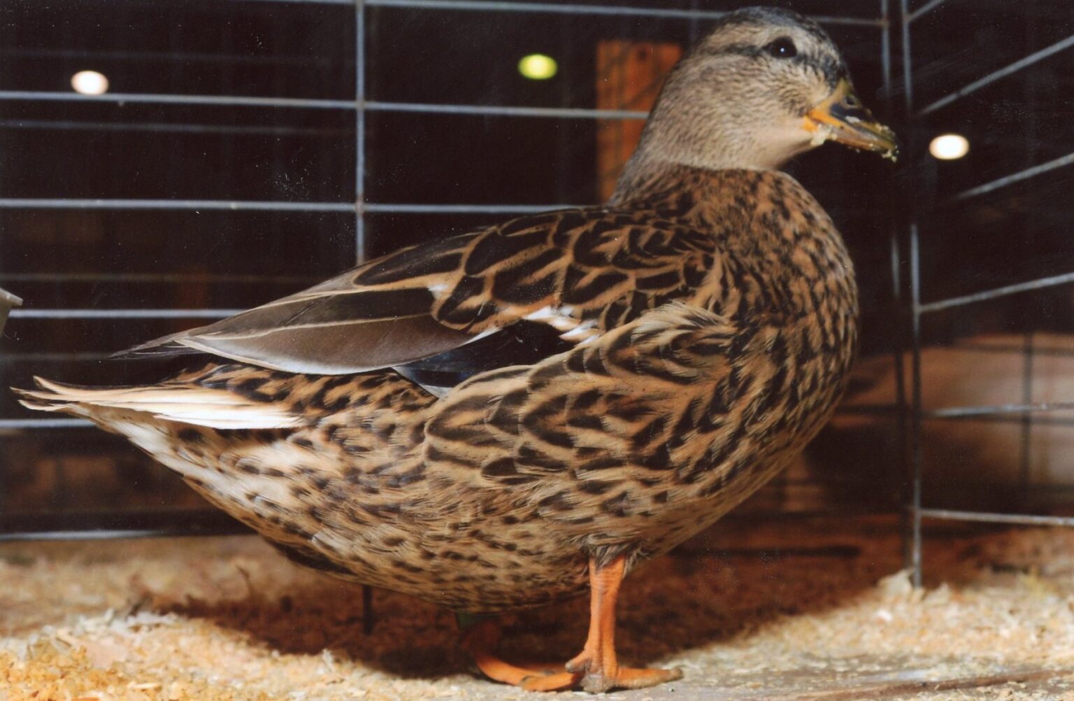 Assorted Call Ducks - Cackle Hatchery