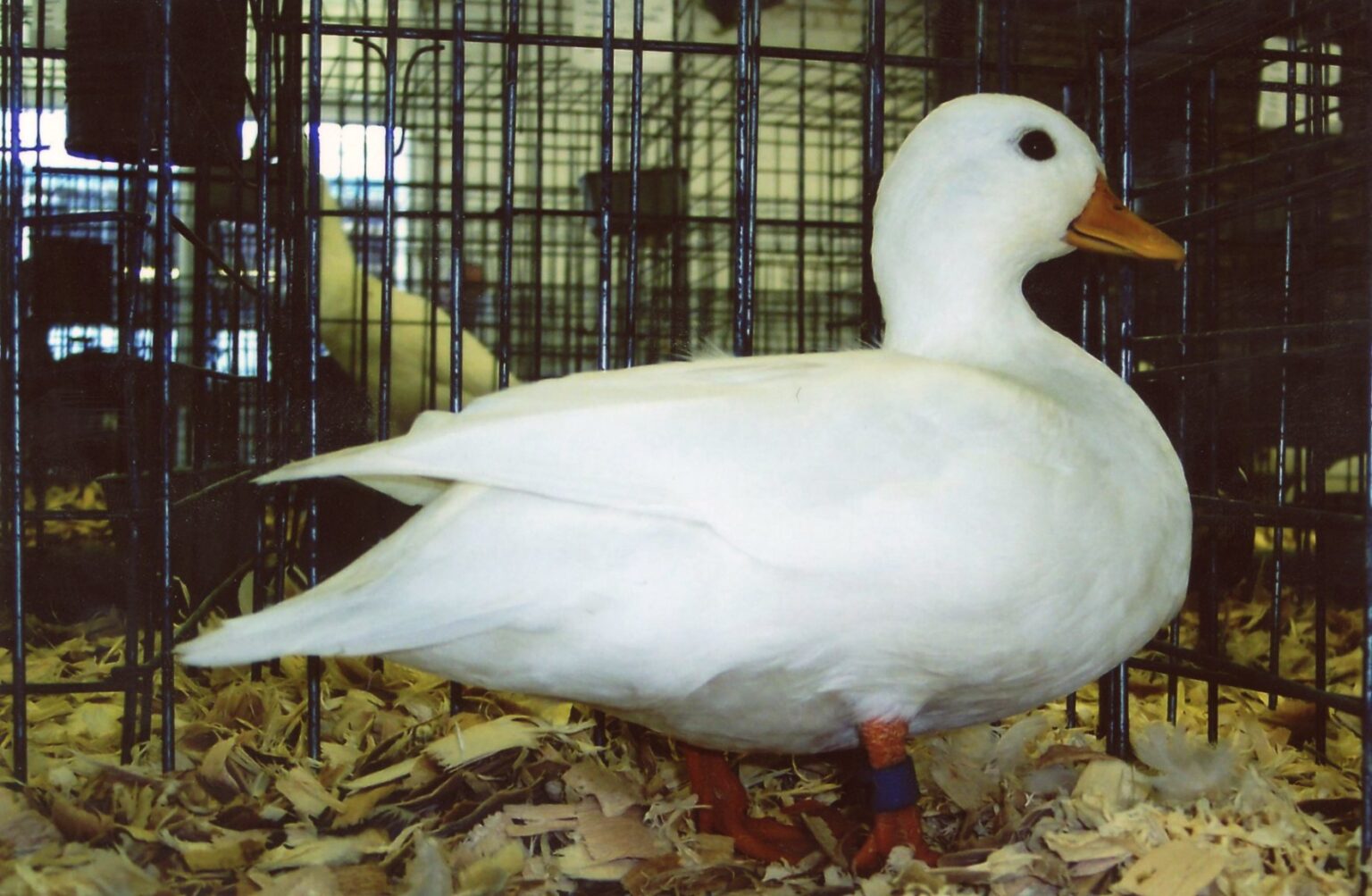 Assorted Call Ducks - Cackle Hatchery