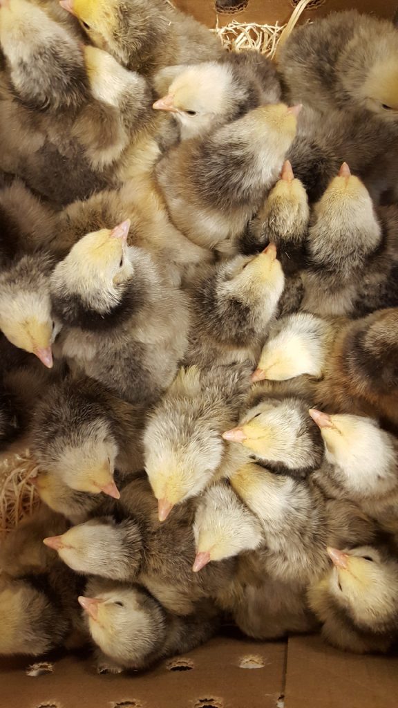 Silver Laced English Orpington Chicken - Cackle Hatchery