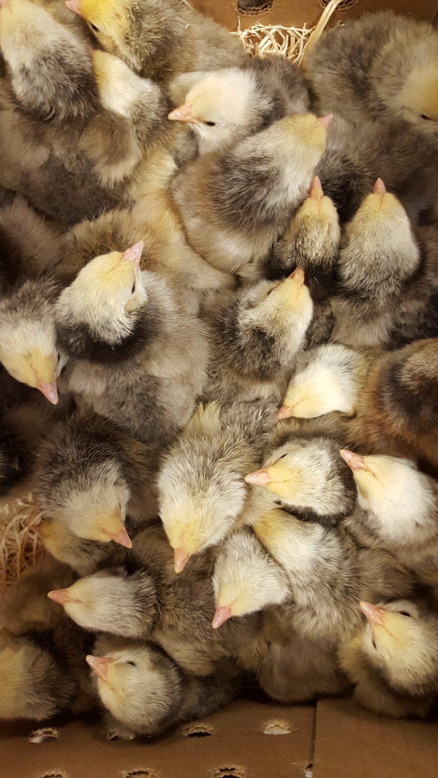 Silver Laced English Orpington Chicken - Cackle Hatchery
