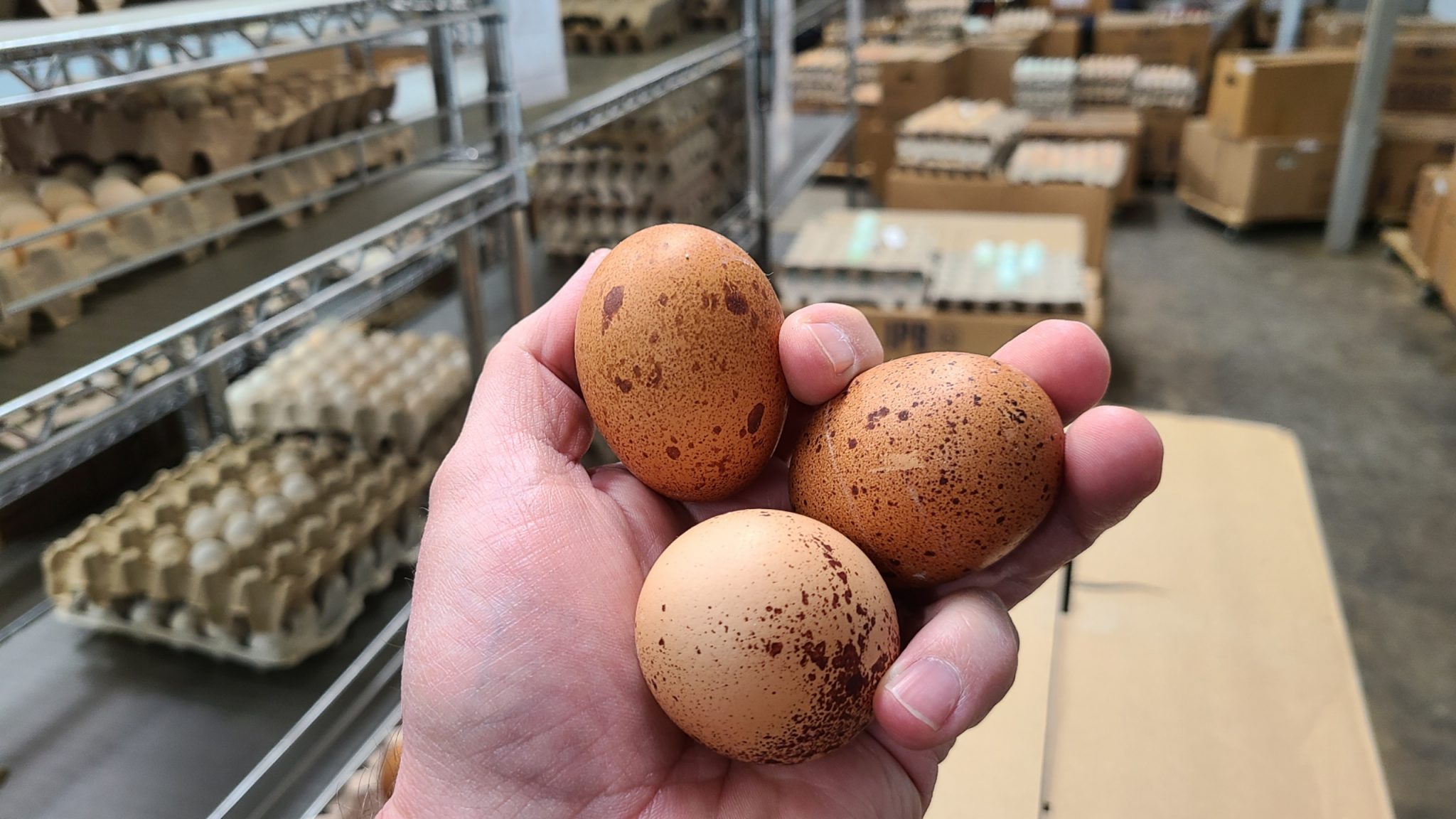 Speckled Egger™ - Cackle Hatchery