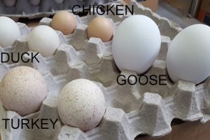 How the Eggs of Chickens, Turkeys, Ducks, and Geese Compare - Cackle ...