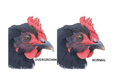 How to Trim a Chicken’s Parrot Beak - Cackle Hatchery