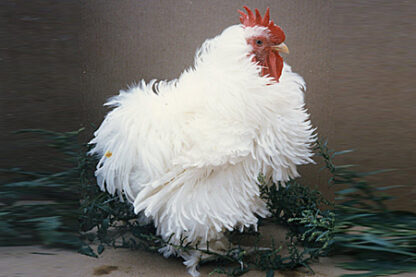 Breed Spotlight: Frizzle, Frazzle, and Sizzle Chickens - Cackle Hatchery