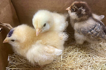 4 Ways to Tell Male and Female Chicks Apart - Cackle Hatchery