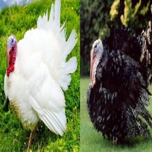 Turkeys for Sale - Heritage Turkey Hatchery | Cackle Hatchery