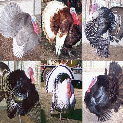 Turkeys for Sale - Heritage Turkey Hatchery | Cackle Hatchery