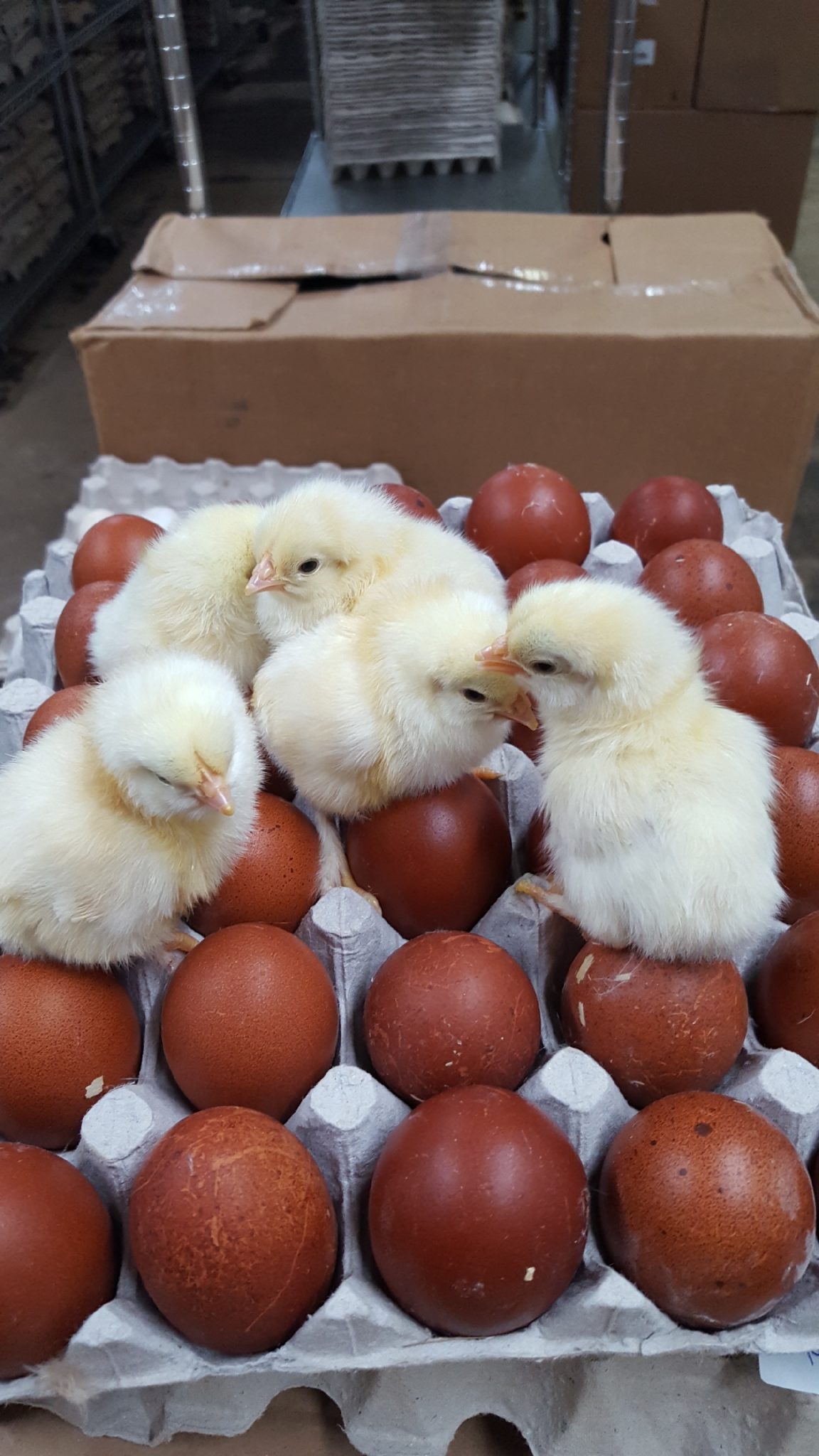 French Black Tailed Red Marans - Cackle Hatchery