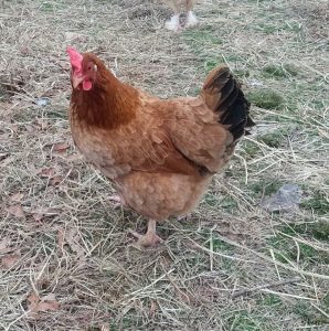 French Black Tailed Red Marans - Cackle Hatchery