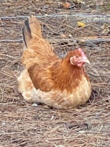 French Black Tailed Red Marans - Cackle Hatchery