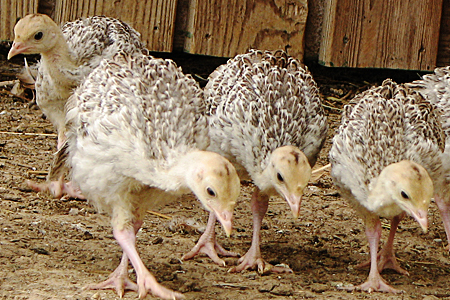 Baby White Turkey