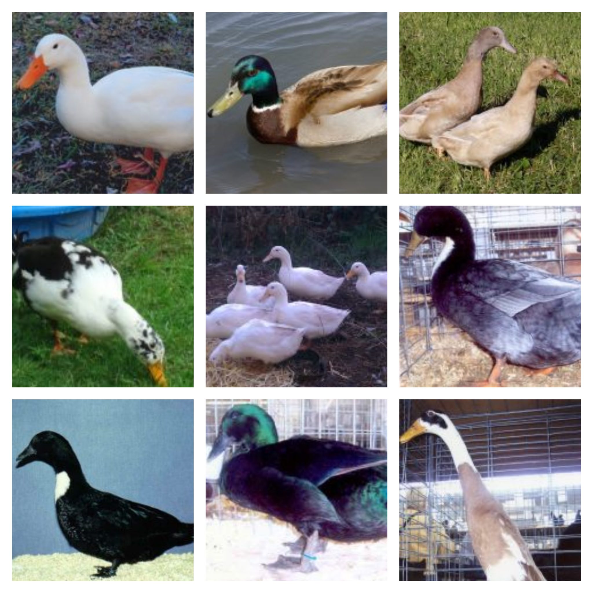 Baby Ducklings & Geese for Sale - Waterfowl Hatchery | Cackle Hatchery