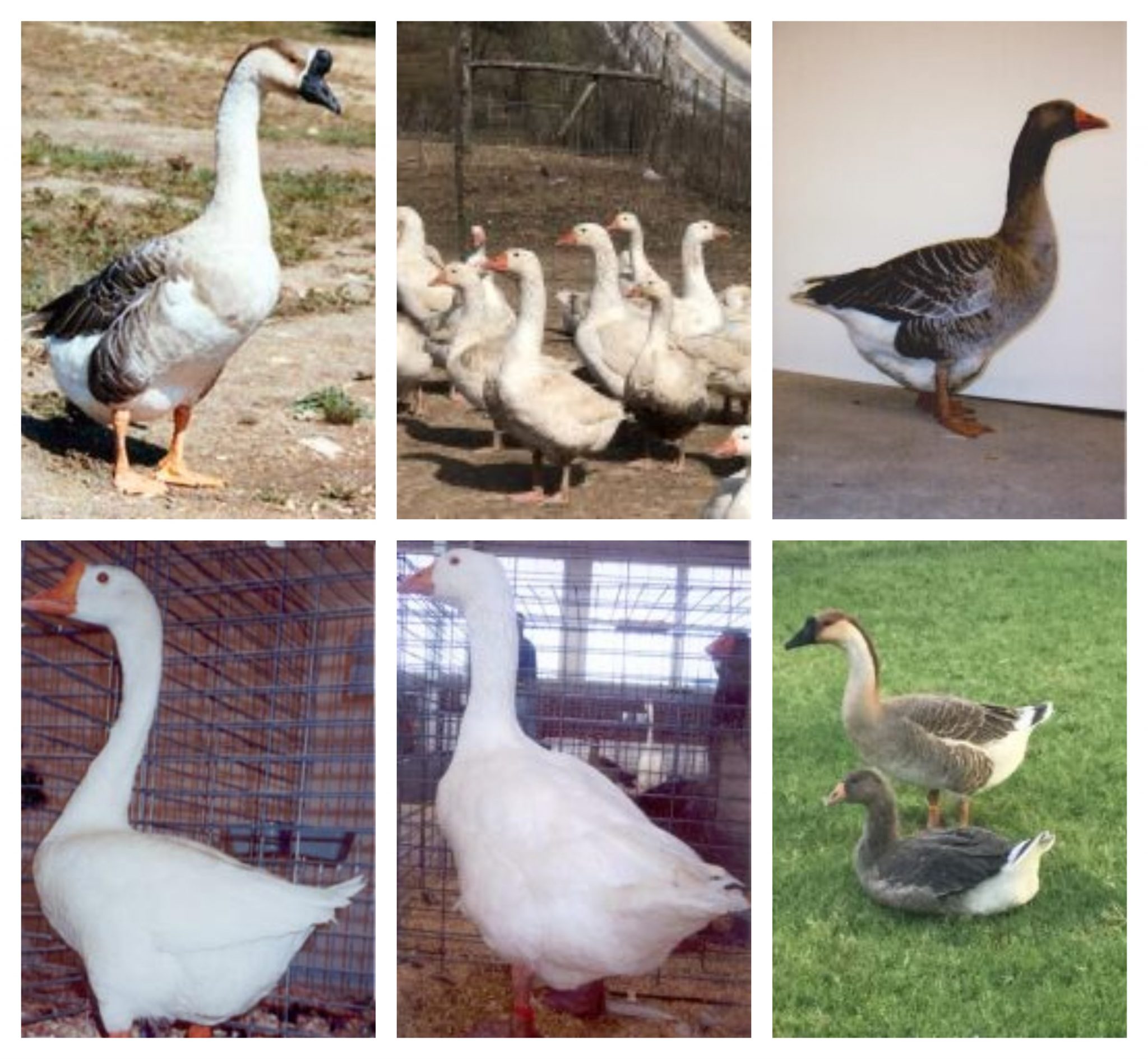 Baby Ducklings & Geese for Sale - Waterfowl Hatchery | Cackle Hatchery