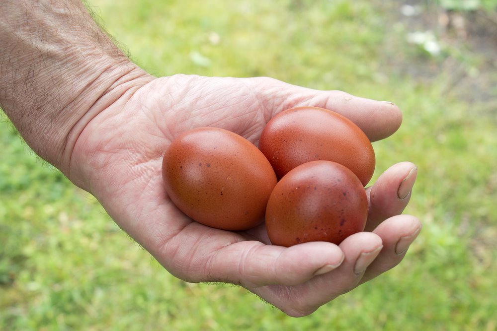 Chocolate Egger™ Chicken - Cackle Hatchery