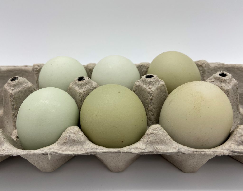Green Egger Chicken Hatching Eggs for Sale | Cackle Hatchery®