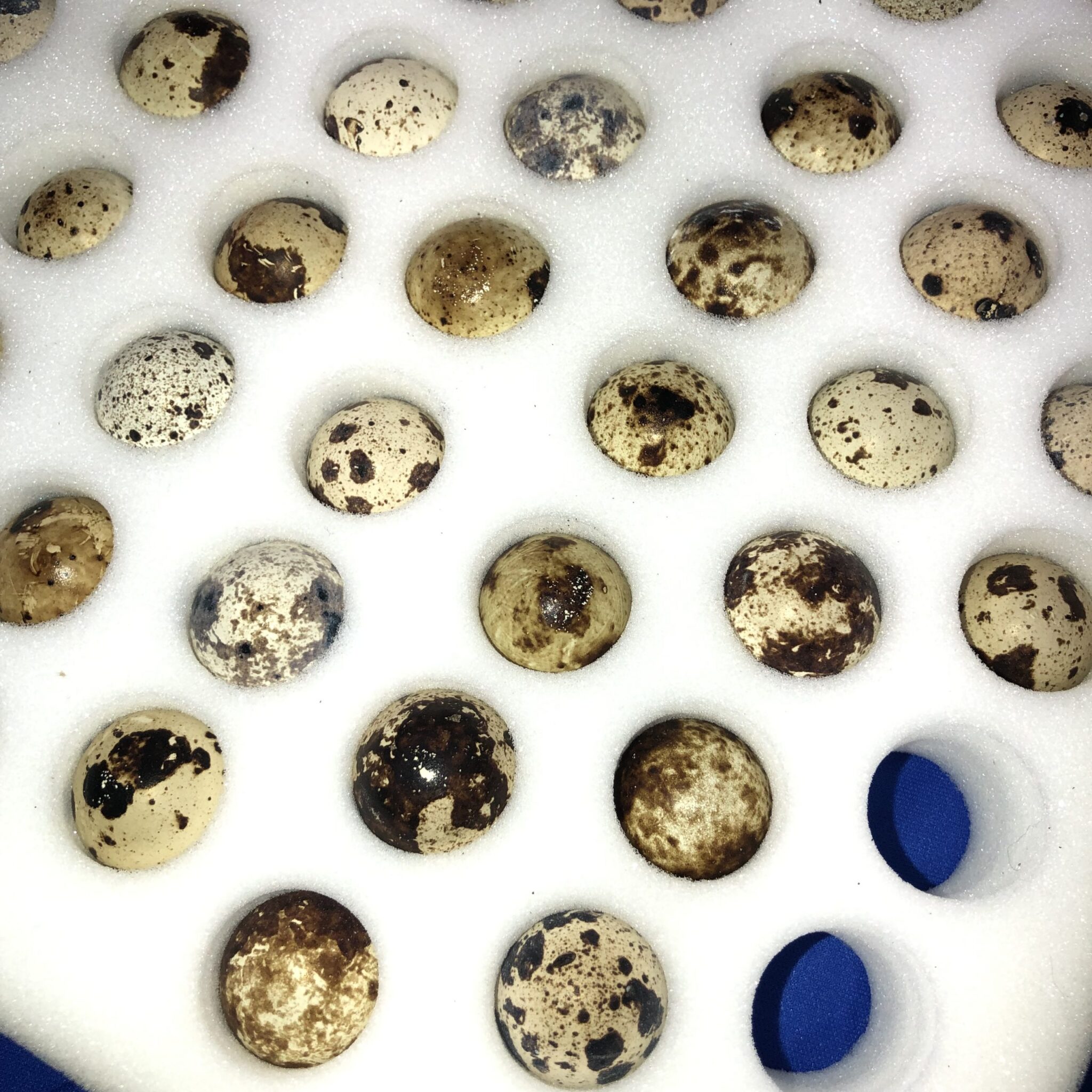 Pharaoh Coturnix Quail Chicks for Sale | Cackle Hatchery