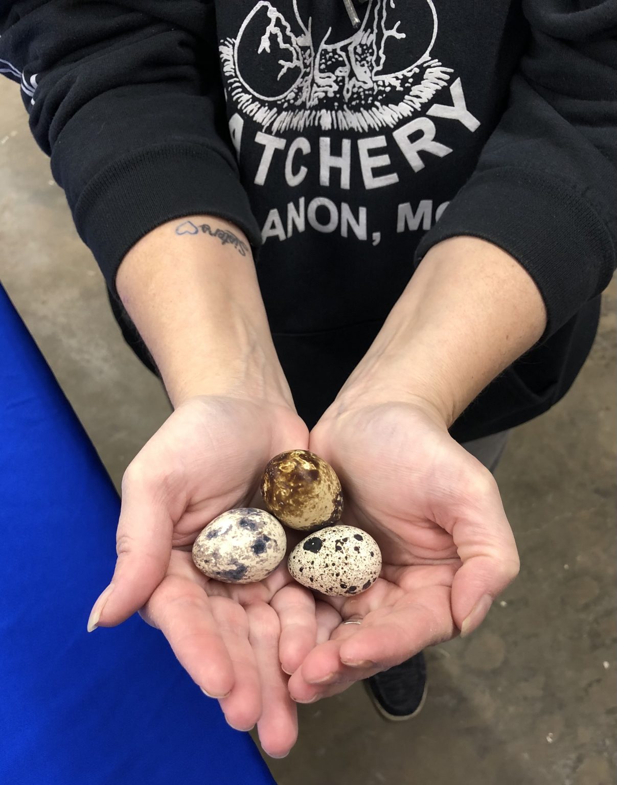 Pharaoh Coturnix Quail Hatching Eggs - Cackle Hatchery