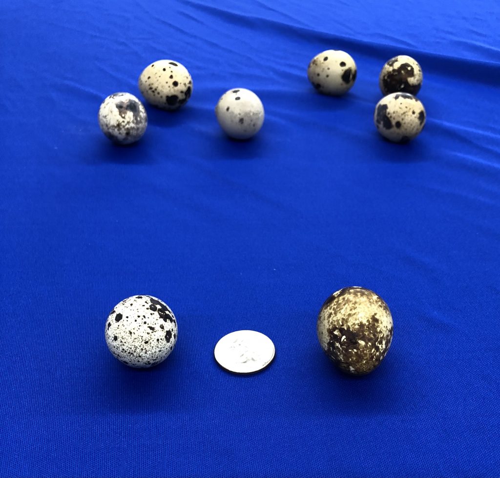 Pharaoh Coturnix Quail Hatching Eggs - Cackle Hatchery