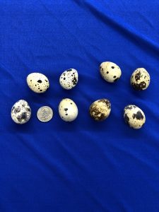 Pharaoh Coturnix Quail Hatching Eggs - Cackle Hatchery