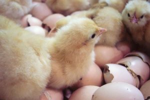 Using Two Incubators to Optimize Egg Hatching - Cackle Hatchery