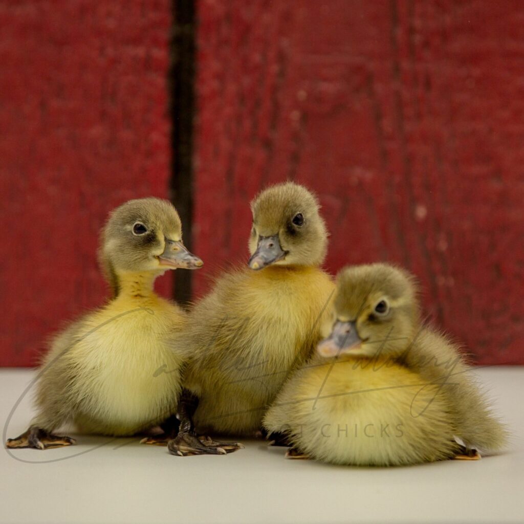 Blue Swedish Ducklings | Calm Backyard Duck | Cackle Hatchery®