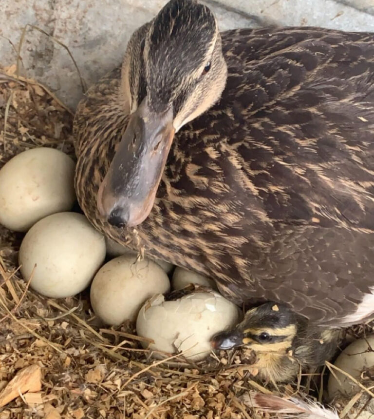 Rouen Ducks : Ducklings for Sale Online | Cackle Hatchery®
